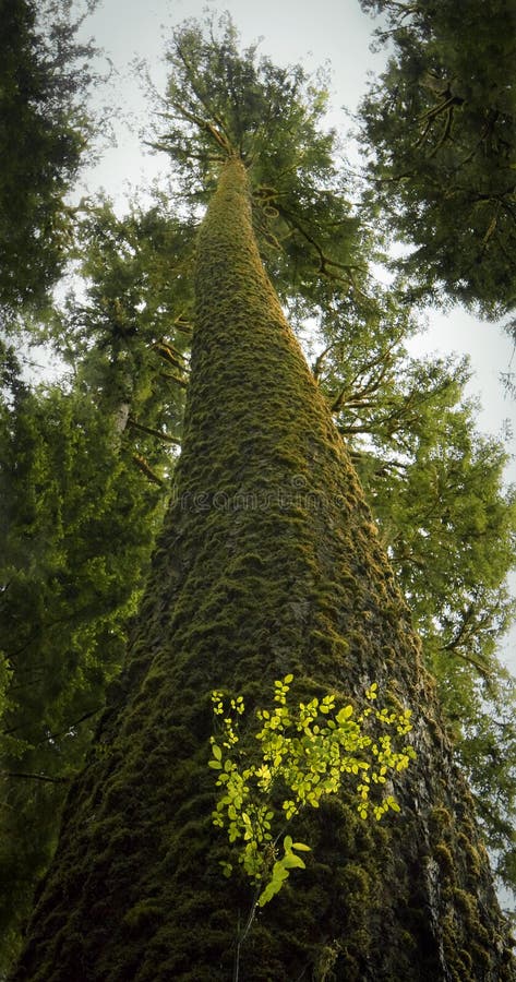 Old Growth Tree stock photo. Image of growth, forest - 15892166