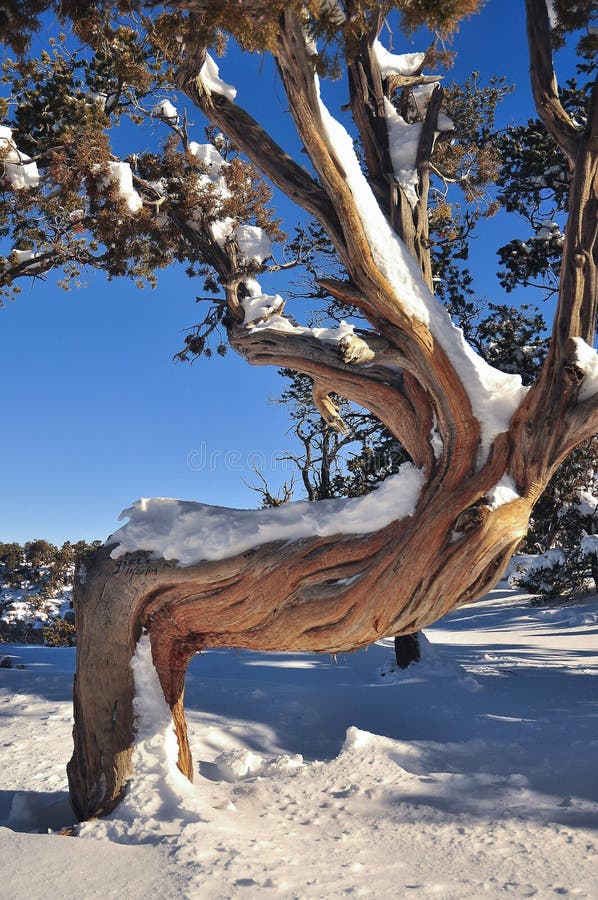 Old Growth Tree Covered in Winter Storm Snow Stock Photo - Image of ...