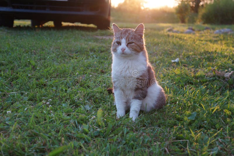 An Old Grumpy Cat Calmly Rests on the Lawn and Warms Its Back in the ...