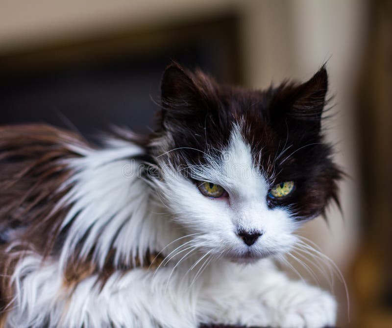 Old Grumpy Cat with Golden Eyes Stock Image - Image of animals, golden ...