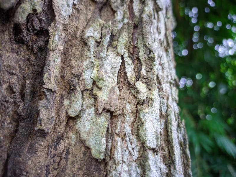Old Guava Tree Bark Texture Stock Image - Image of texture, produce ...