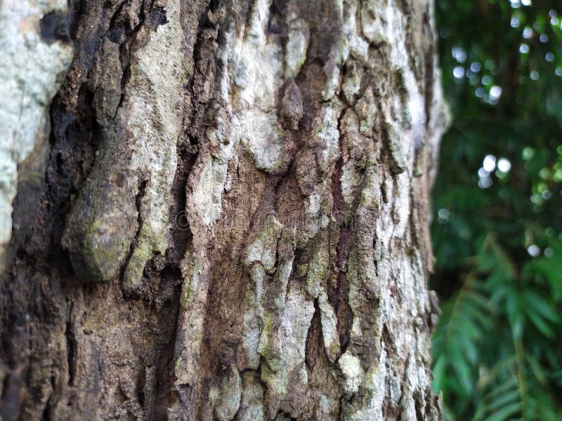 Rough Surface of Old Guava Tree Bark Stock Photo - Image of branch ...