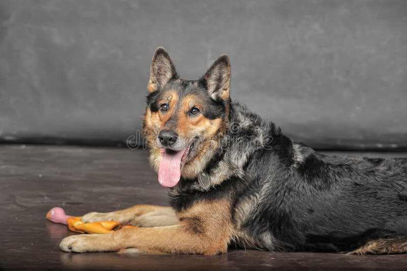 An Old Half-breed Shepherd Dog Lies Stock Image - Image of mouth ...