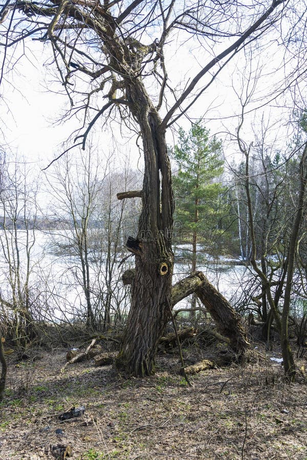 Old Half-rotten Tree on the Bank of the River, Covered with Ice Stock ...