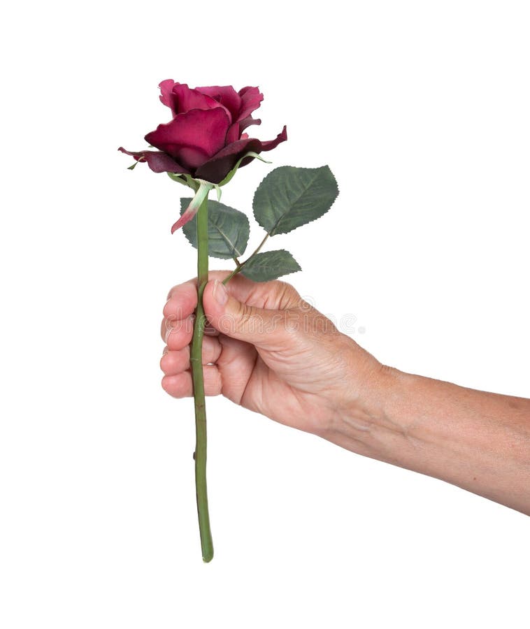 Old hand giving a rose stock photo. Image of fragrance - 56441566