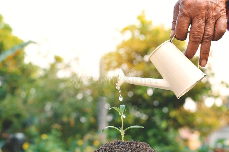 Old Hand Watering a Tree on Soil Stock Image - Image of dirt ...