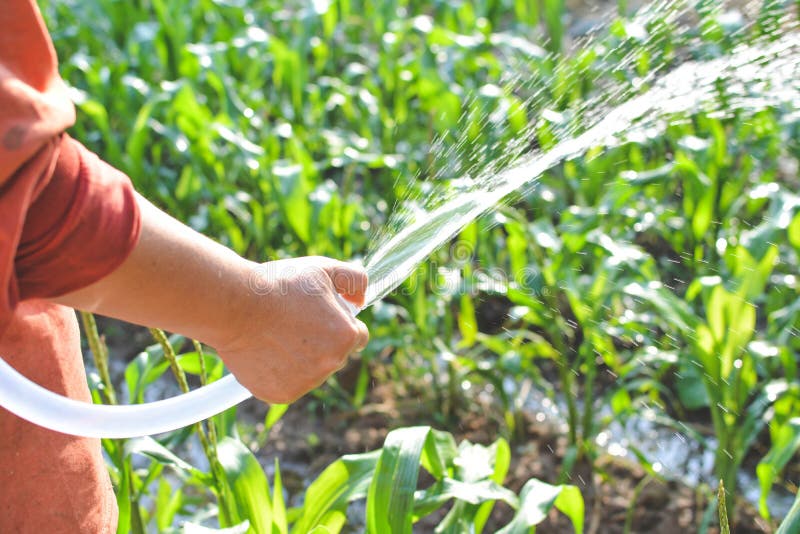 Old Hand Watering a Tree on Soil Stock Image - Image of growing, leaf ...