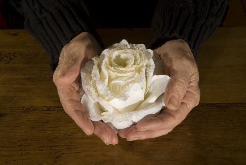 Old Hands Holding White Rose Stock Photo - Image of father, christen ...