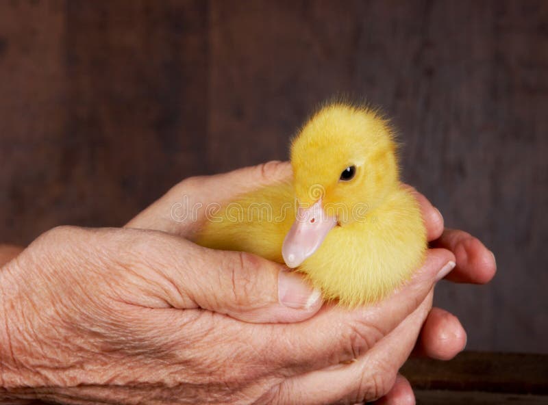 Hands Holding Two Baby Ducks Stock Image - Image of ducklings, ducky ...