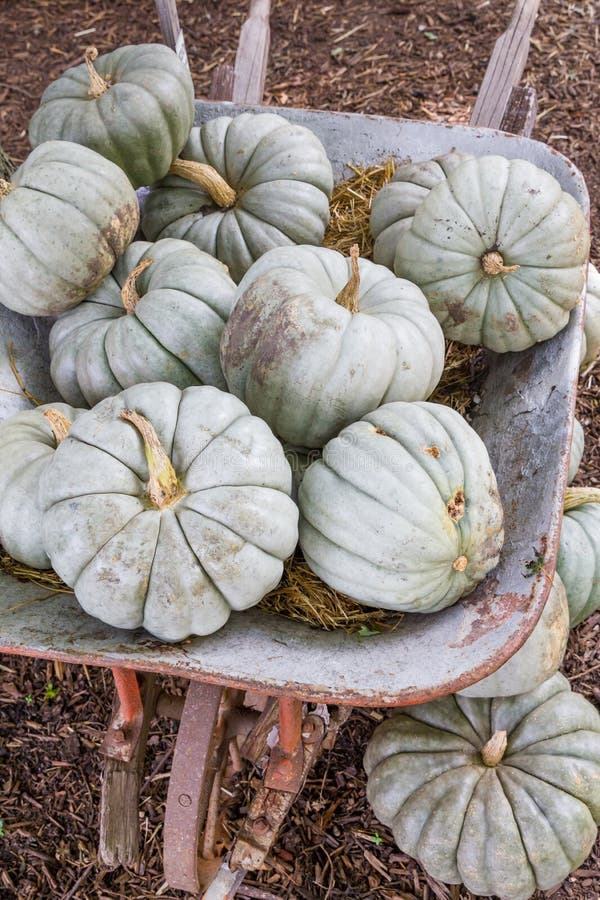 Old Haul of Squash stock image. Image of america, tracheophyta - 93107887