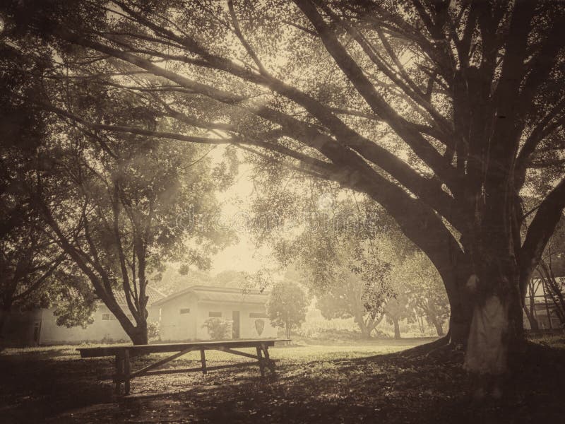 Old haunted Banyan tree stock photo. Image of tree, monochrome - 215348520