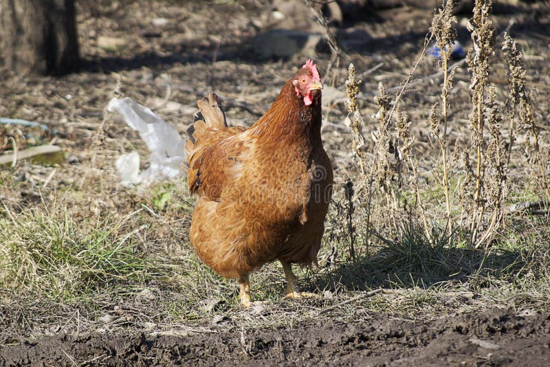 Old hen stock photo. Image of decorations, decoration - 87156264