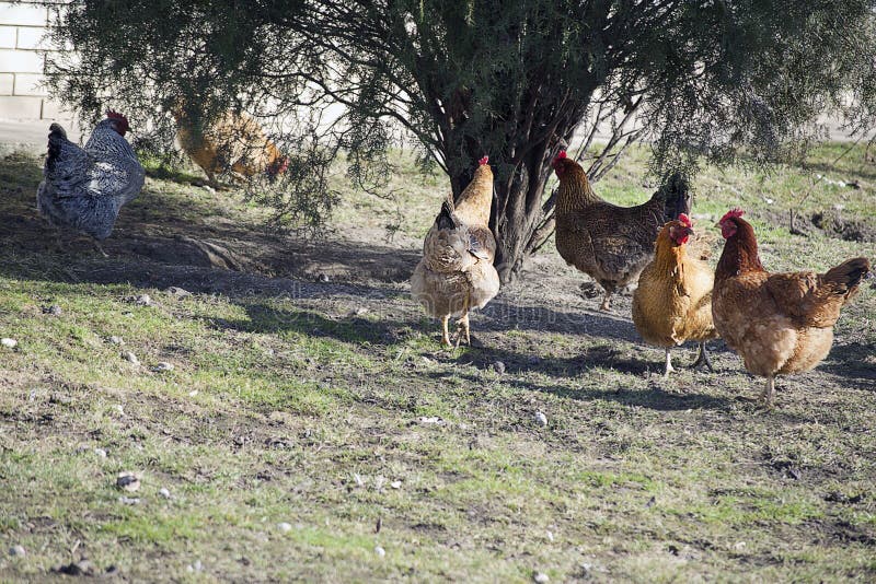 Old hen stock image. Image of pretty, beautiful, nice - 87526867