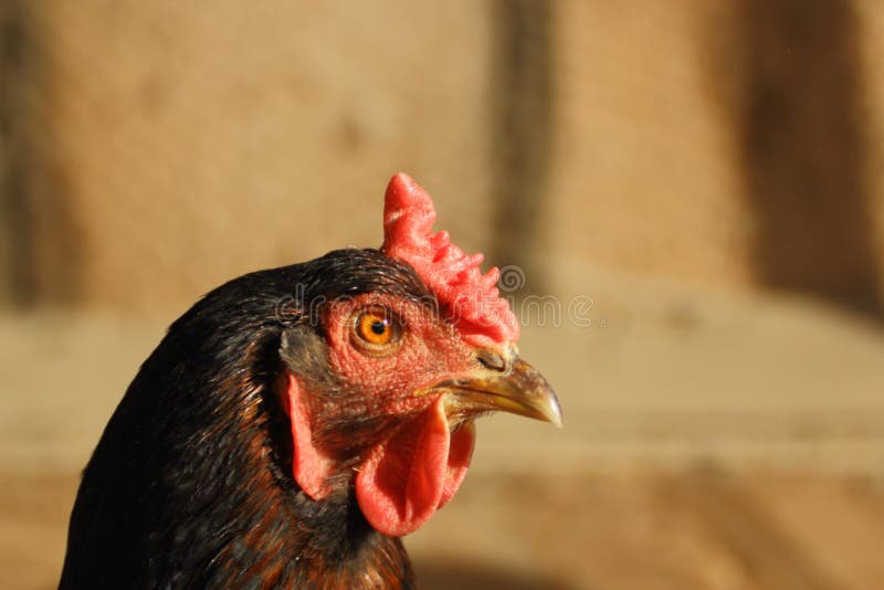 6,014 Old Hen Photos - Free & Royalty-Free Stock Photos from Dreamstime