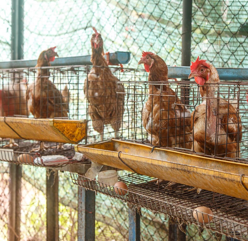 Old Hen at Farm Produce Egg Stock Image - Image of farm, agriculture ...