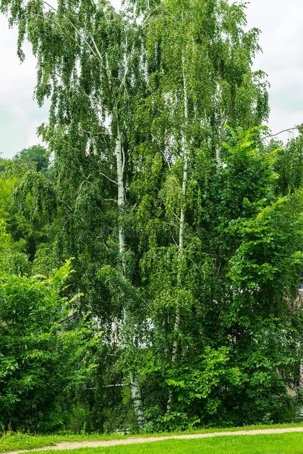 Old birch tree stock image. Image of bright, season - 102886449