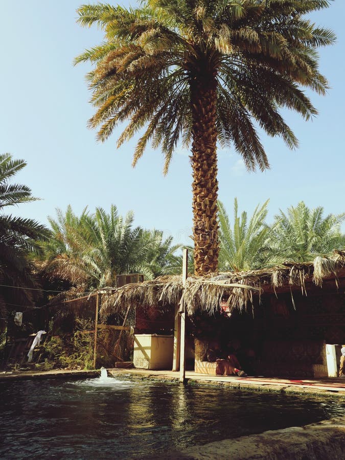 Dates Trees in Mecca Arabia Stock Photo - Image of garden, mecca: 206917528