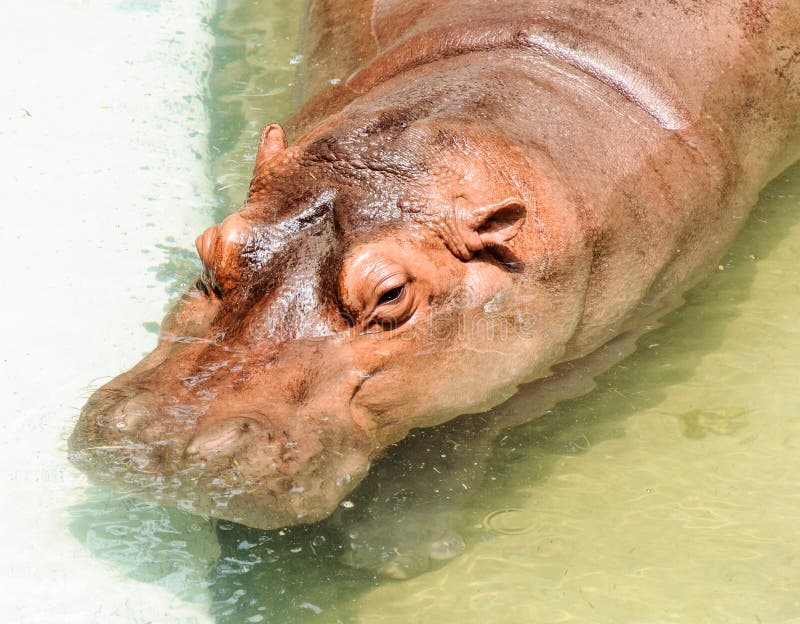 Old hippopotamus stock image. Image of nature, face, mammal - 25013931
