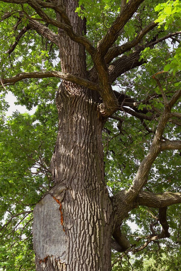 Old Hollow Oak Tree with Board Patch. Stock Image - Image of centennial ...