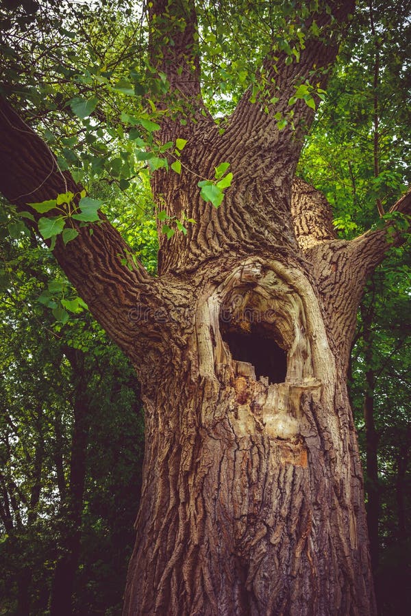 Old hollow tree stock image. Image of forest, hole, hollow - 47329579