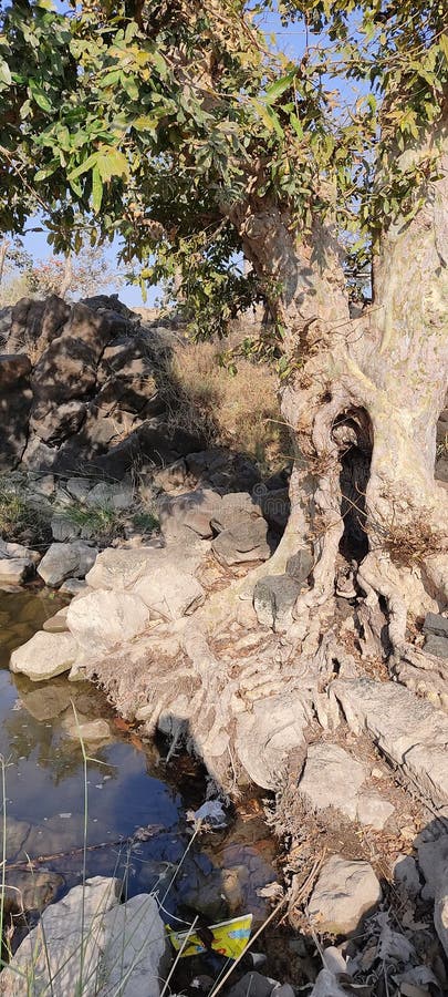 Old Hollow Tree Near River stock image. Image of hole - 242846023