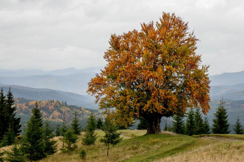 The Old Hornbeam Tree on a Mountain Overlooking Mountains and Forests ...