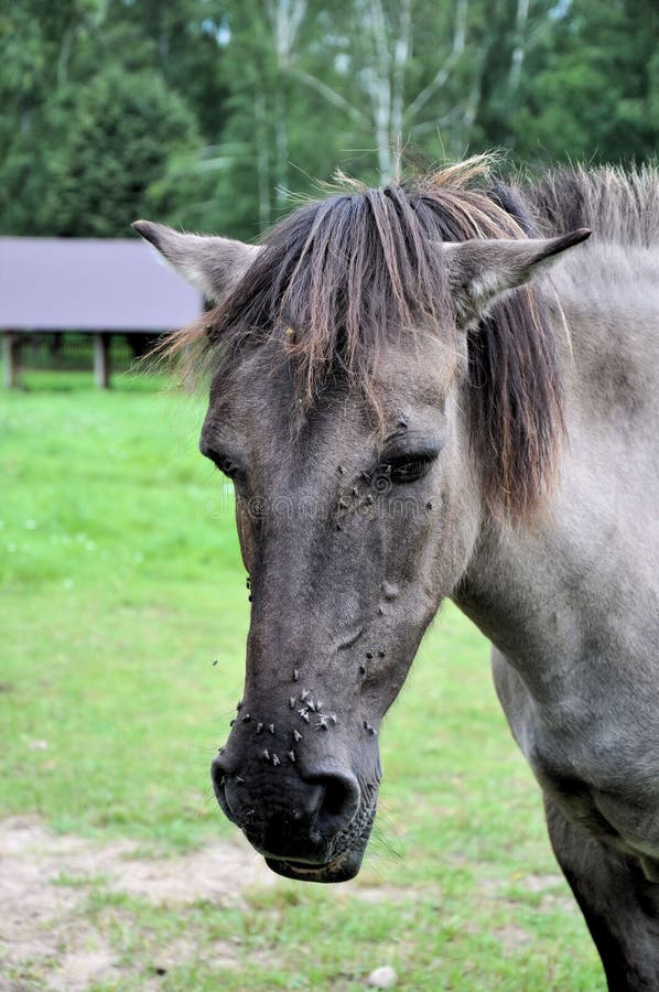 Old tired horse stock photo. Image of brown, mammals - 55623294