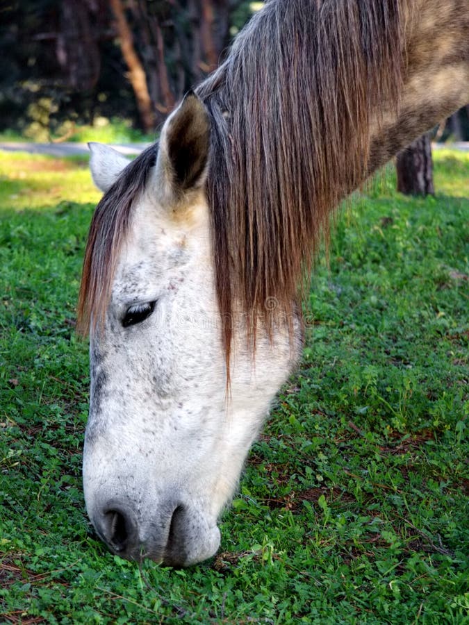 Old horse stock image. Image of autumn, meadow, spring - 7438923