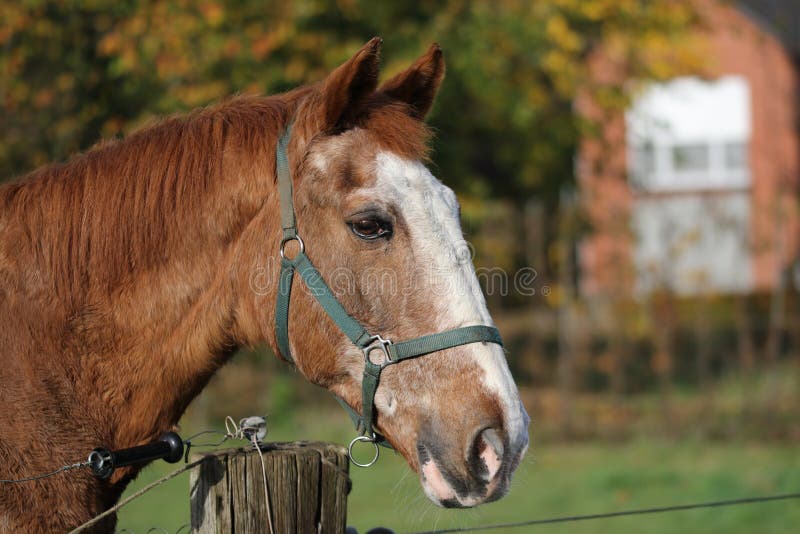Old Horse stock photo. Image of scruffy, halter, field - 81040486