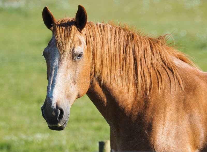 Old Horse stock photo. Image of animal, outside, elderly - 129619014
