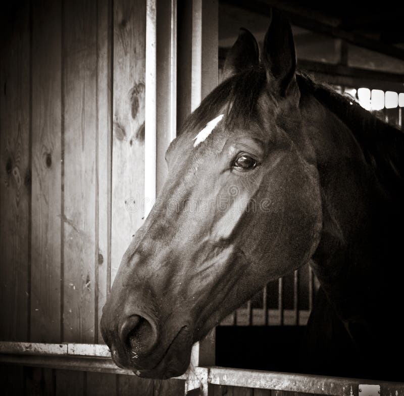 Beautiful Horse Head stock image. Image of nose, closeup - 12646231