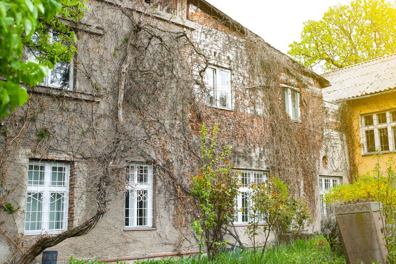 Old House with a Dry Grape Tree on it. Rustic Vintage Style ...