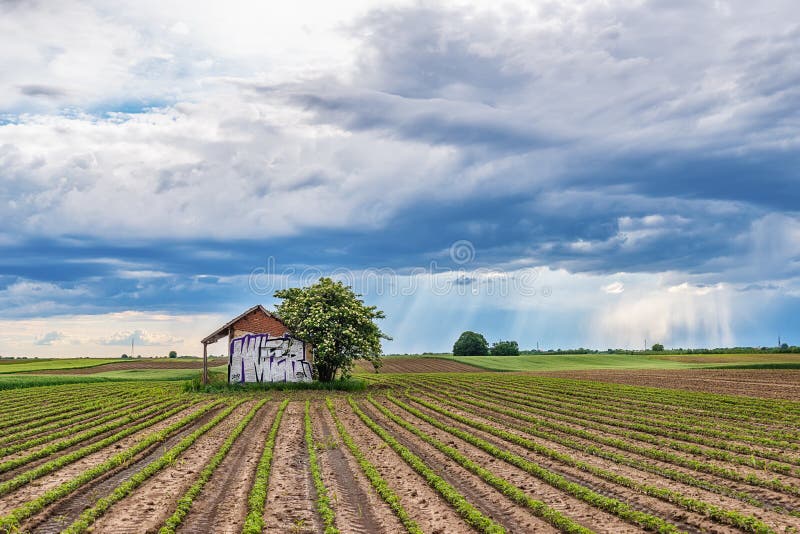 Old House in the field stock photo. Image of farmhouse - 148305394