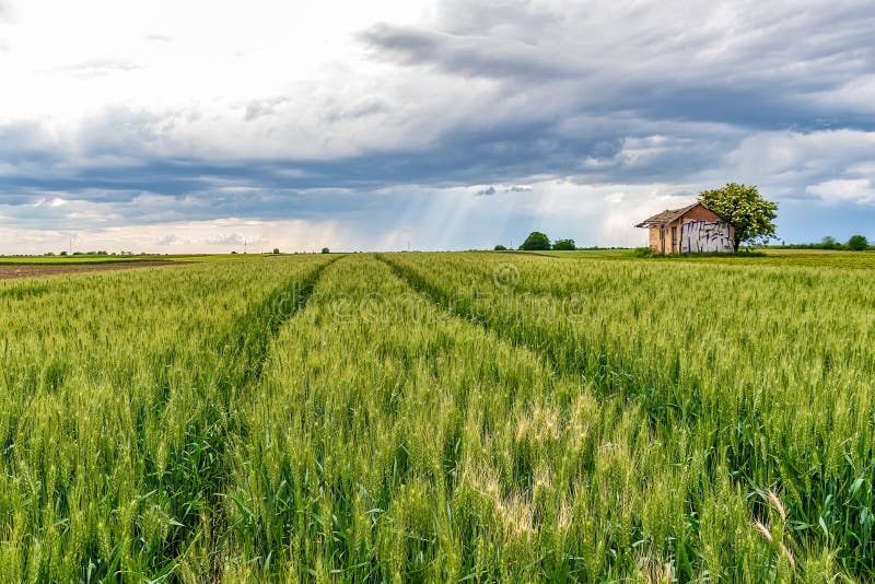 Old House in the field stock photo. Image of farm, plain - 148305276