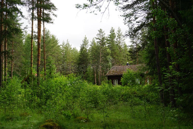 Old house in the forest stock photo. Image of farm, bushes - 74350320