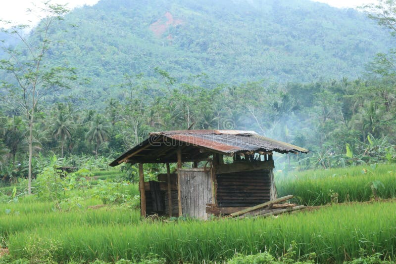 Old House in the Middle of Rice Fields Stock Image - Image of field ...