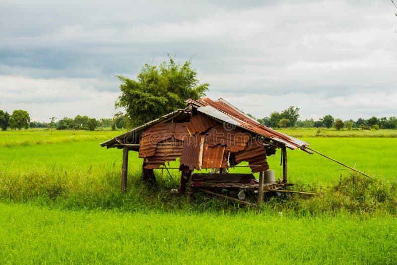Old house in rice field stock photo. Image of building - 27883310