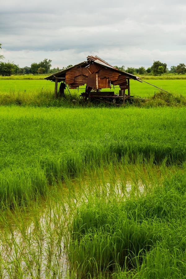 Old house in rice field stock photo. Image of building - 27883310
