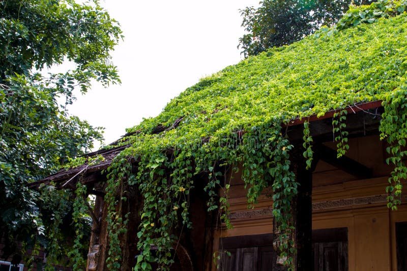 Old House Roof Covered with Vines and Trees. Stock Photo - Image of ...
