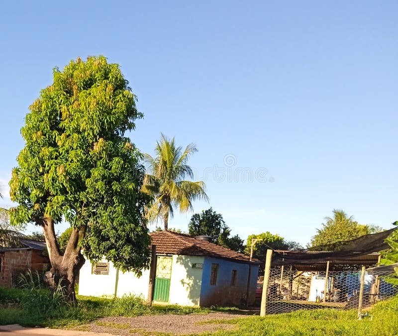 Old House, Rural, Green, Forest, Brasil Stock Photo - Image of rural ...