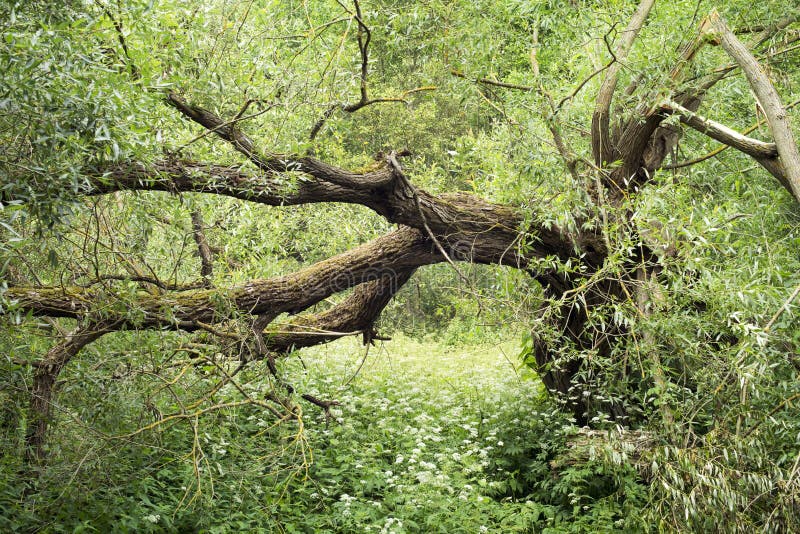 Broken Willow Tree in Hedge Stock Image - Image of hedge, lightening ...
