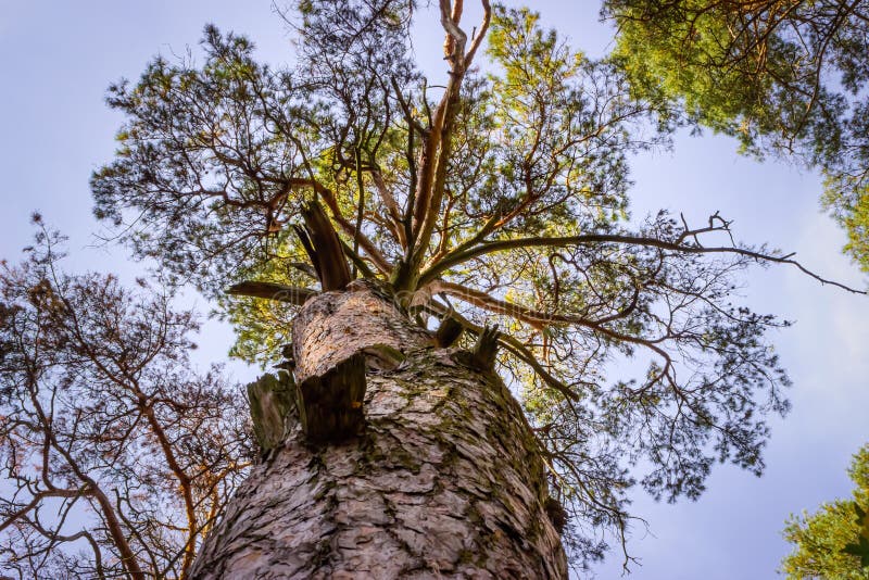 Old Huge Pine Tree with Wide Branches Bottom View Stock Photo - Image ...