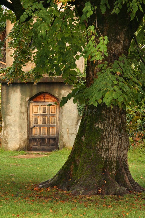 Mighty Root and Trunk of Magical Giant Old Tree Stock Image - Image of ...