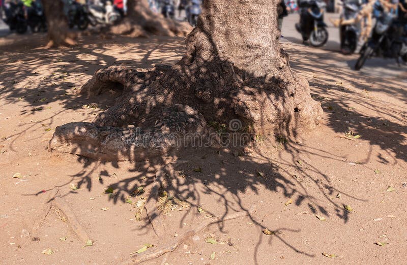 Old Huge Tree Root in the Shadow of Branches on the Street Stock Image ...