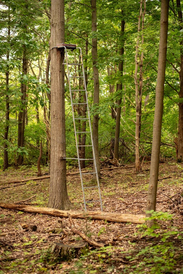 Hunter in tree stand stock photo. Image of hogs, tree - 123823730
