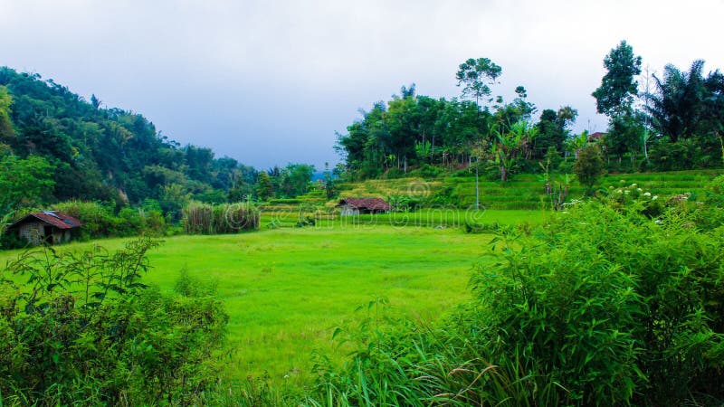 Old hut among the fields stock photo. Image of pedesaan - 264816006
