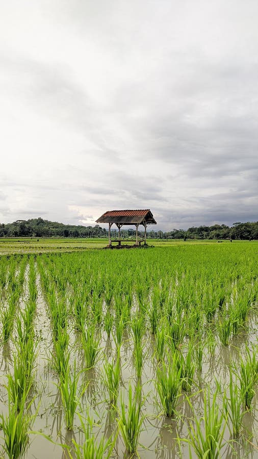 Old Hut in the Middle of the Rice Fields Stock Image - Image of soil ...