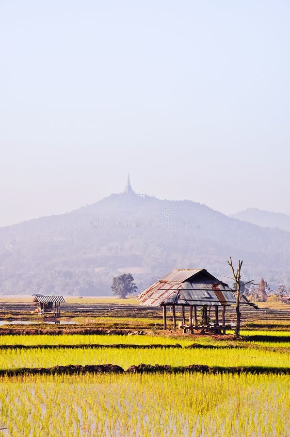 The Old Hut in a Rice Farm. Stock Image - Image of agriculture, wretch ...