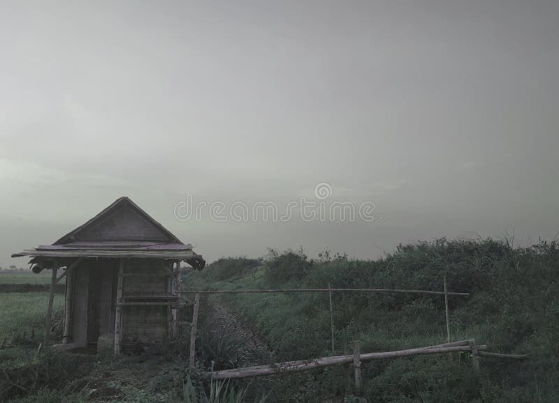 Old hut in the rice fields stock photo. Image of bancground - 130480192