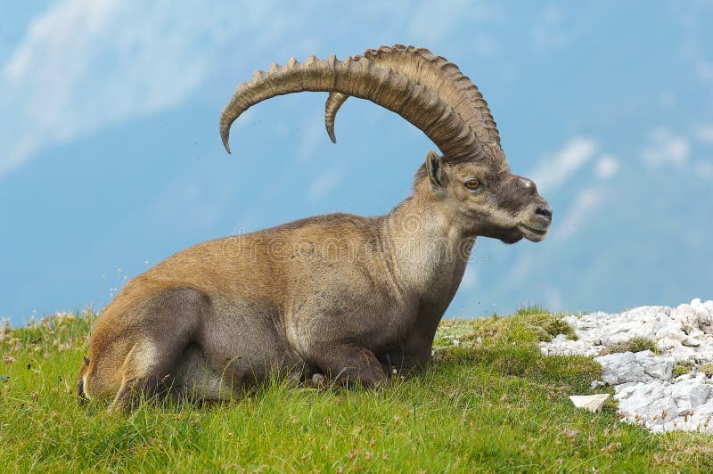 Alpine Ibex stock photo. Image of wild, horn, mount, face - 15741064